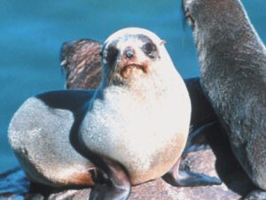 Akaroa Dolphins - Akaroa Top 10 Holiday Park